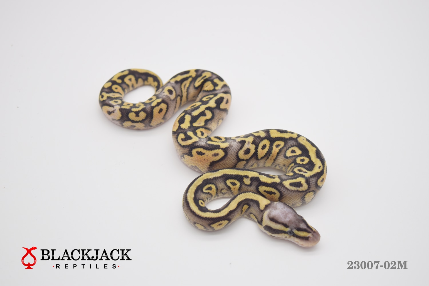 Pastel Enchi Yellow Belly Or Asphalt 50% Clown DG Ph VPI Ball Python by ...