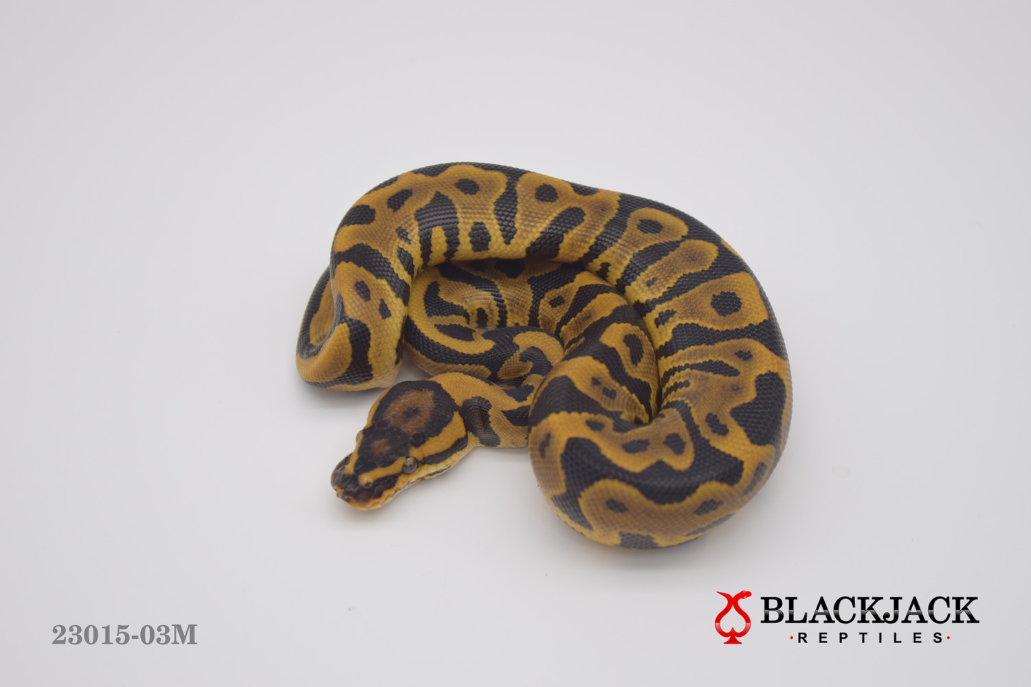 Leopard 100% Het Clown Ball Python by Blackjack Reptiles - MorphMarket