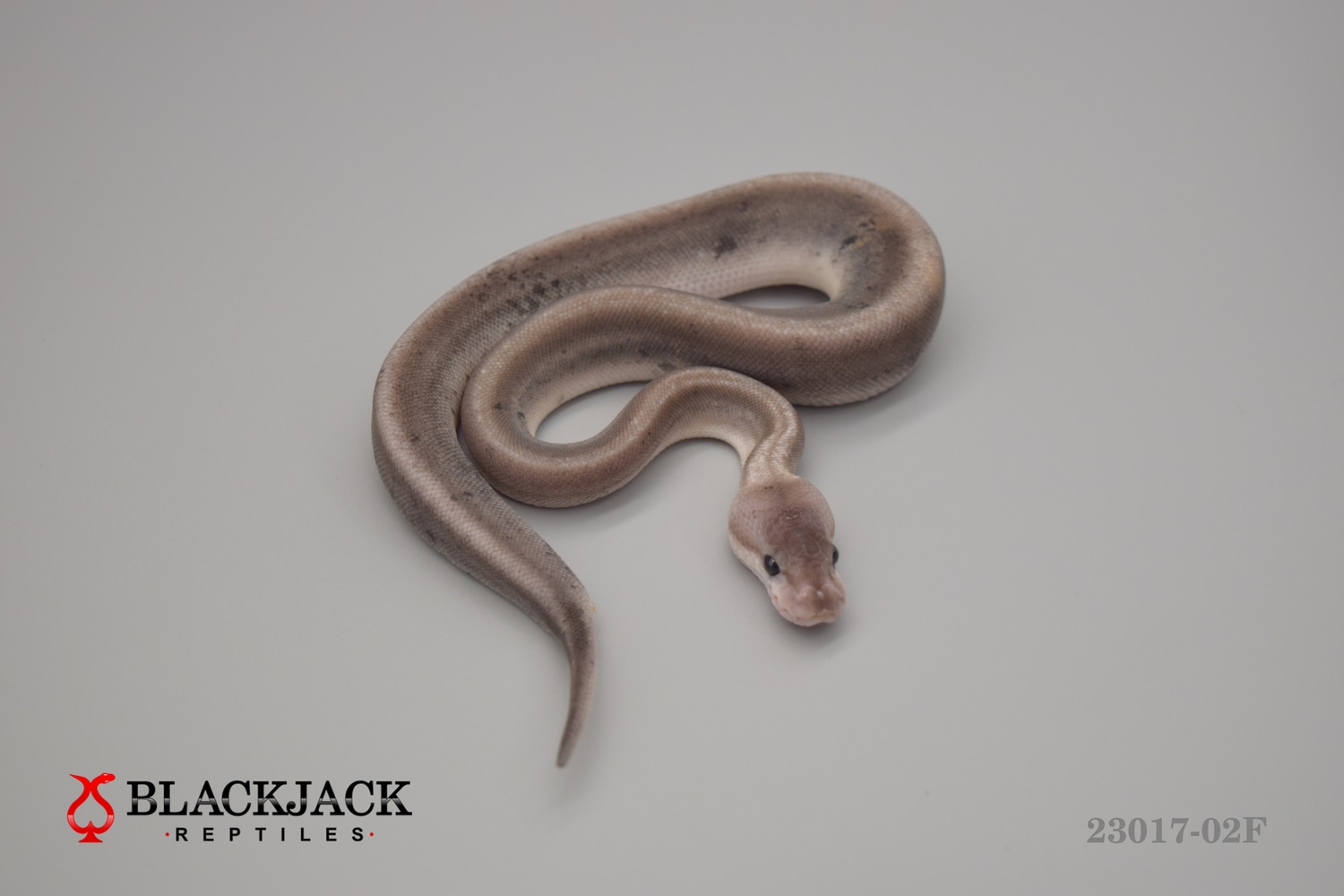 Super Black Pastel (Lesser, Yb, Pin) Ball Python by Blackjack Reptiles ...