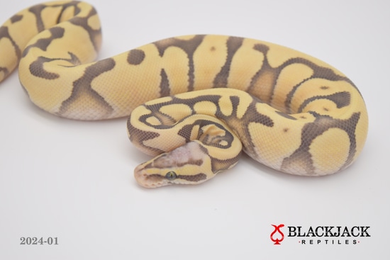 Pastel Enchi Desert Ghost Hypo Ball Python by Blackjack Reptiles