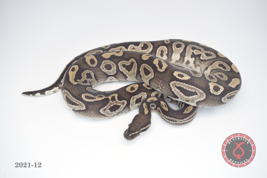 Mojave 100% Het Monsoon (Proven) Ball Python by Blackjack Reptiles
