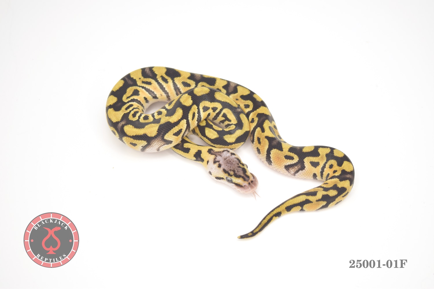 Pastel quad het Clown Cryptic Desert Ghost G-Stripe