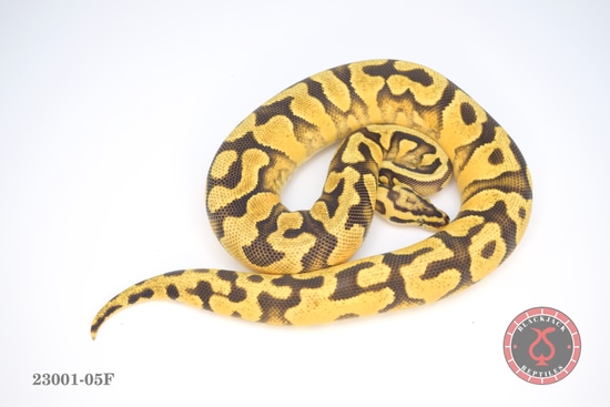 Pastel Enchi Yellow Belly Het Clown Het Desert Ghost Het Hypo Ball ...