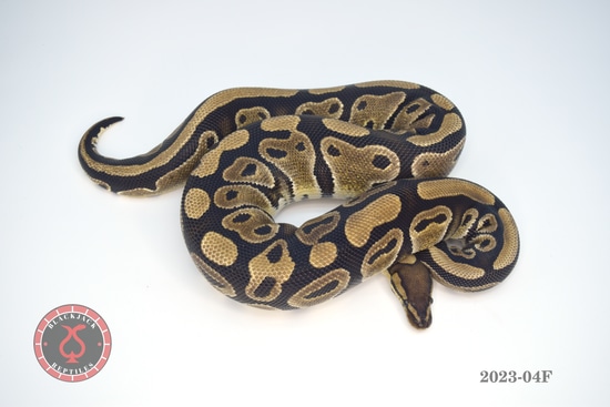 Double Het Clown Genetic Stripe Ball Python by Blackjack Reptiles