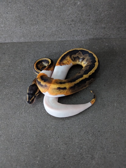 GHI Piebald Ball Python by DC Pythons