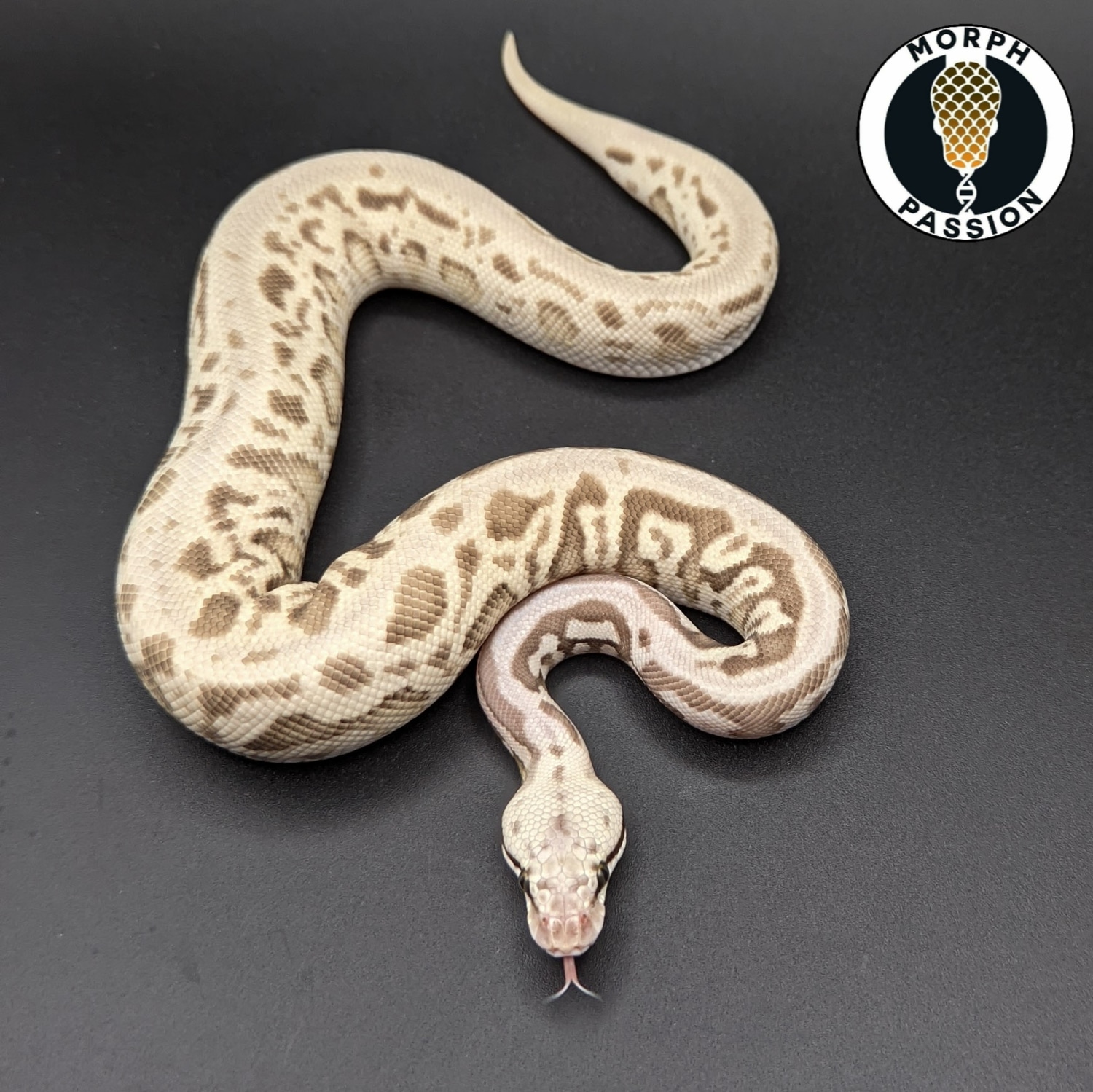 Leopard Spotnose Pastel Butter Zorro Het Clown Ball Python by Morph ...