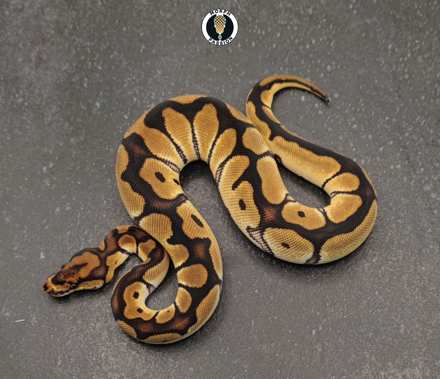 Orange Dream Clown Ball Python by Morph Passion - MorphMarket