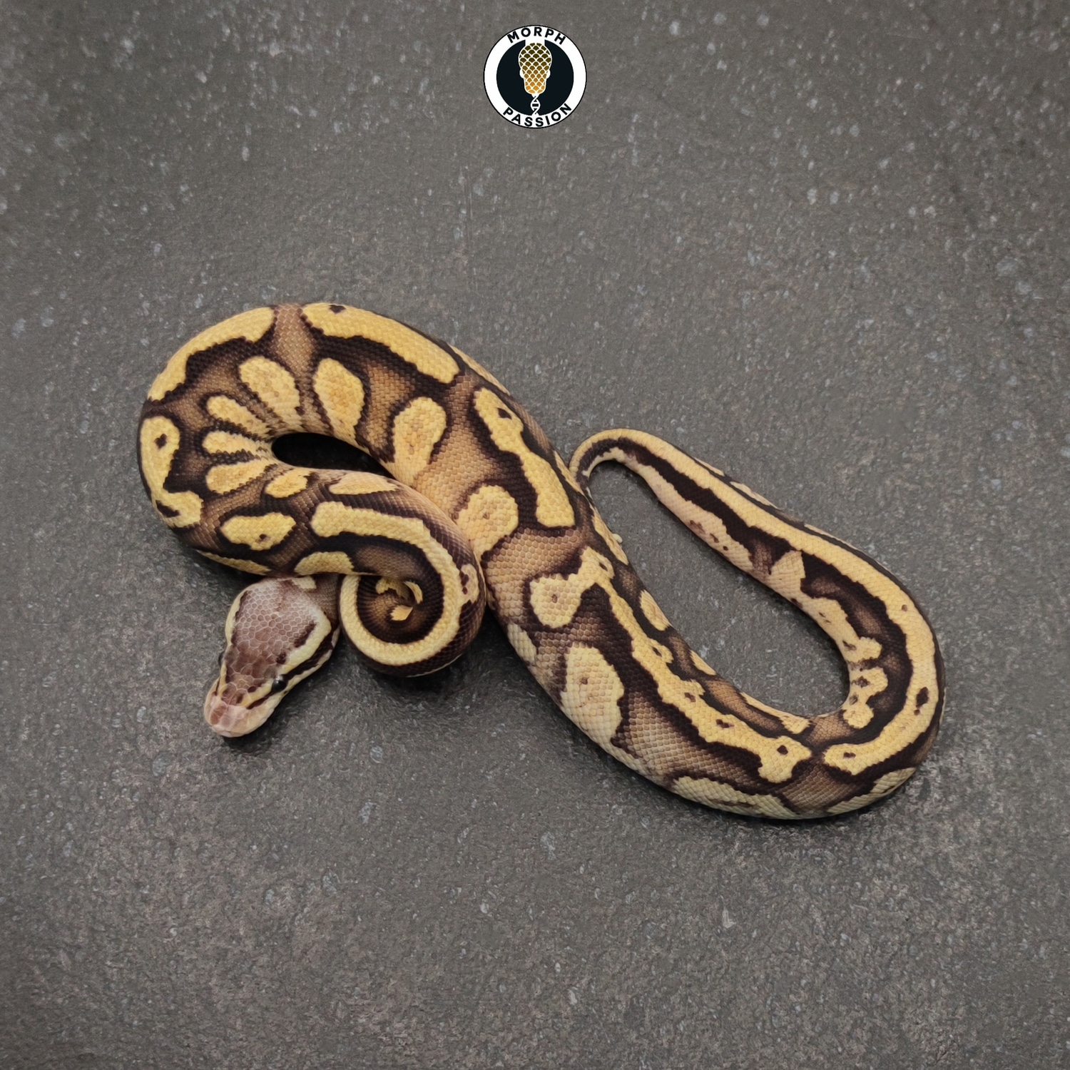 Firefly Panther Het Pied Ball Python by Morph Passion - MorphMarket