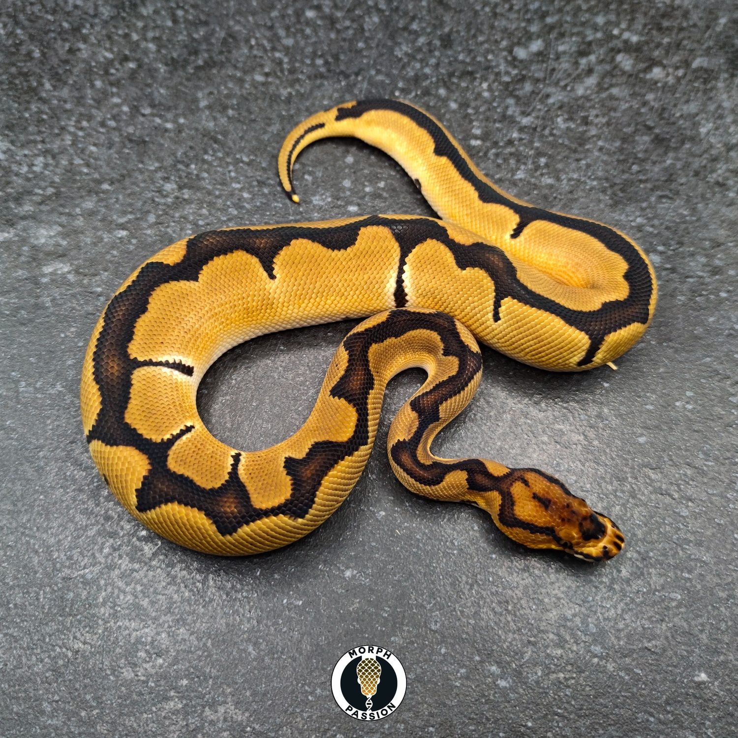 Orange Dream Clown Ball Python by Morph Passion - MorphMarket