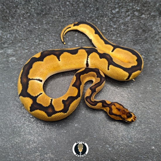 Orange Dream Clown Ball Python by Morph Passion