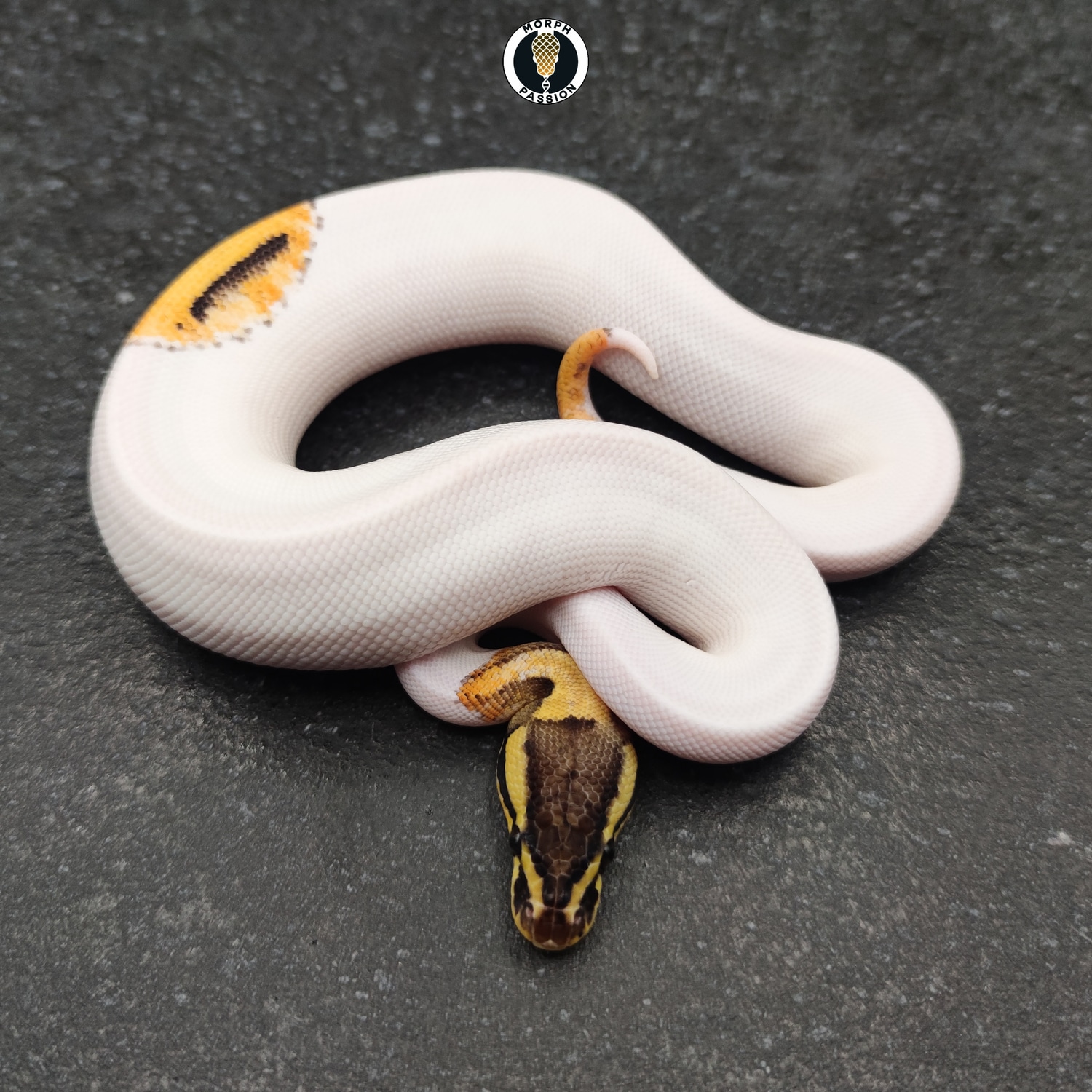 Orange Dream Firefly Pied Ball Python by Morph Passion - MorphMarket