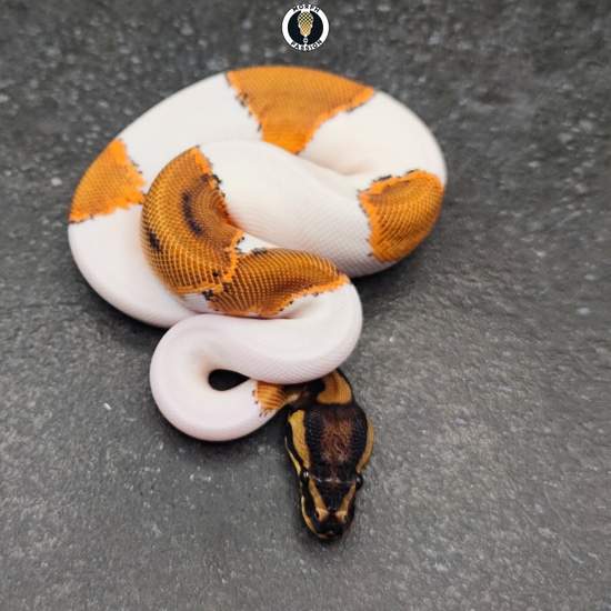 Super Orange Dream Pied Ball Python by Morph Passion