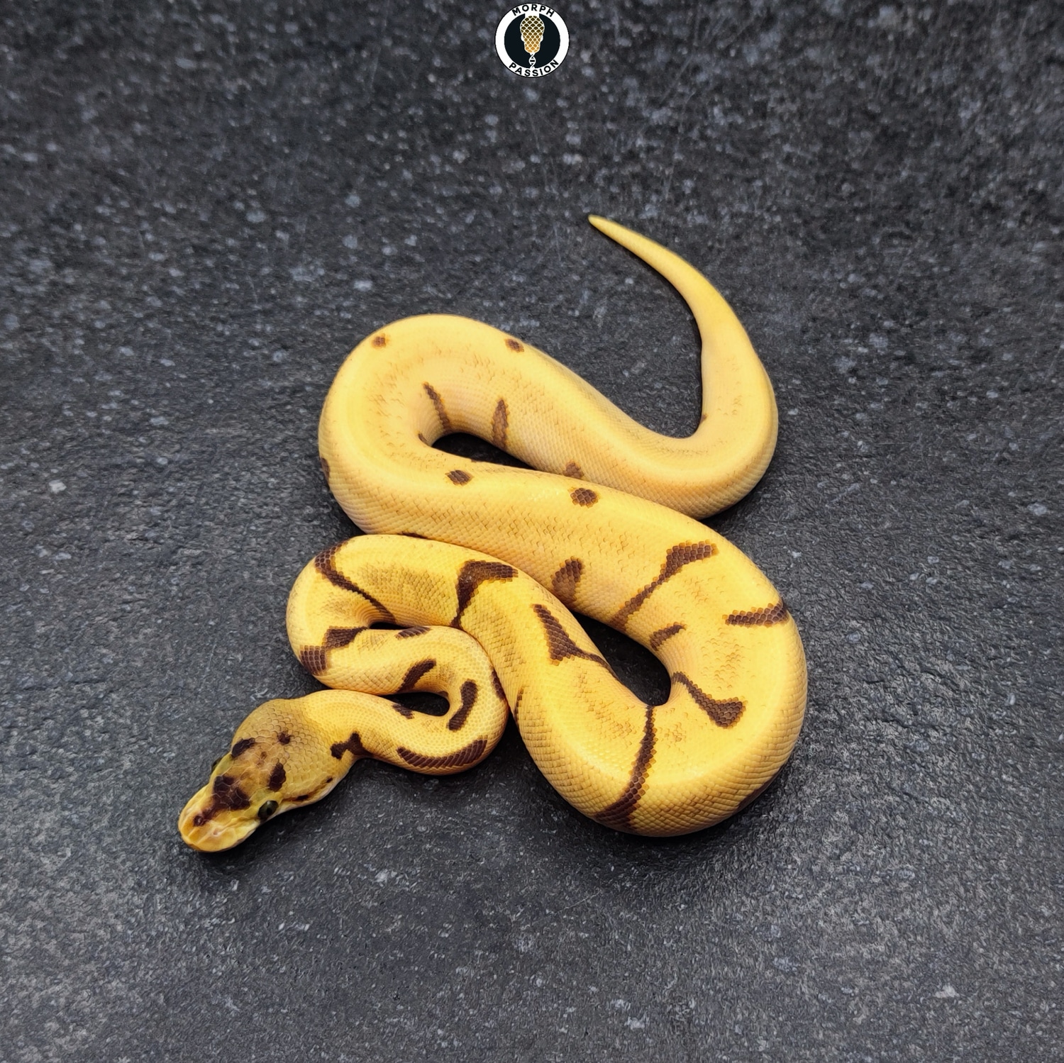 Orange Dream Super Enchi (Fire) Leopard Spotnose Het Clown Ball Python ...