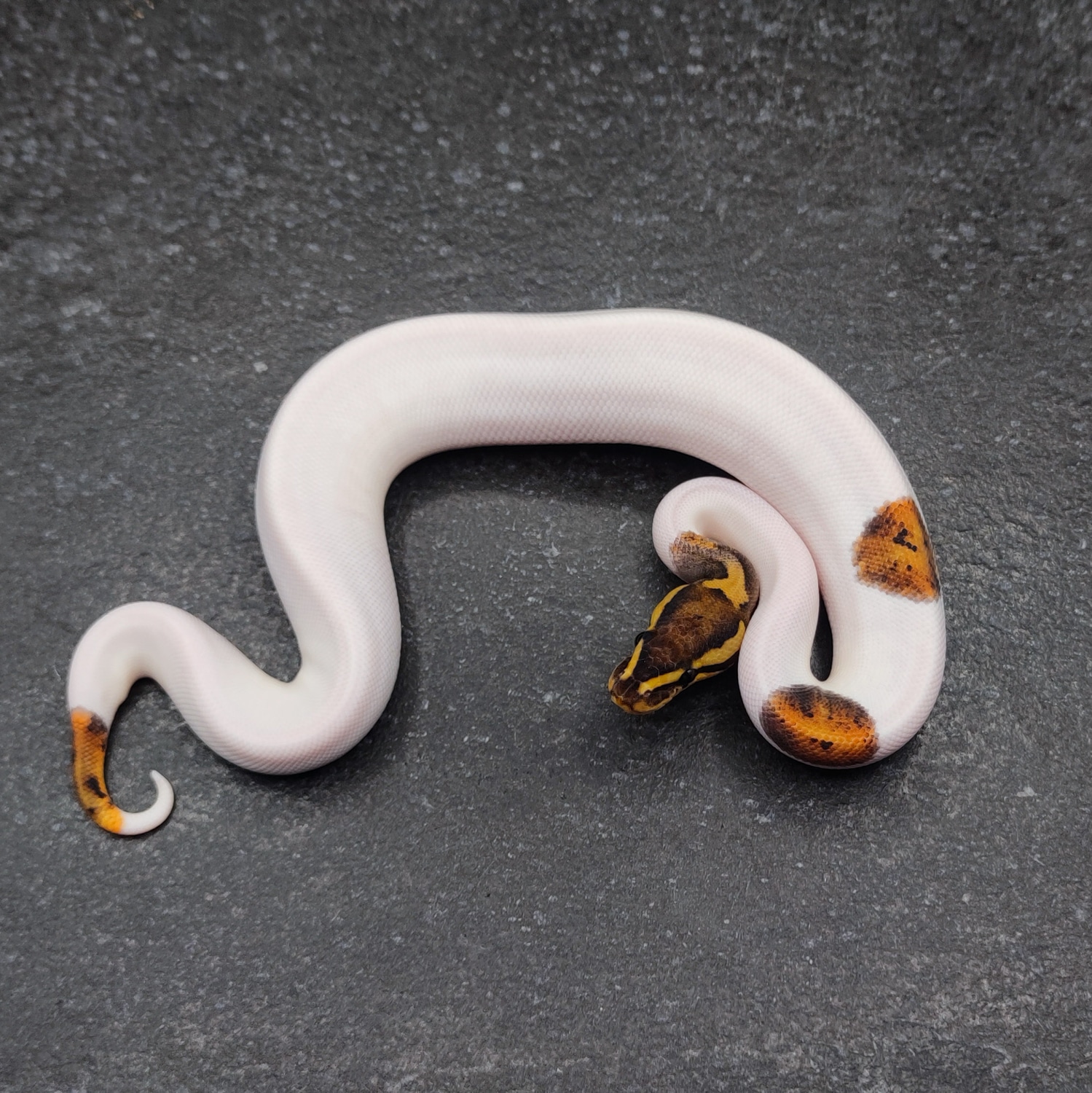 Fire Pied Ball Python by Morph Passion - MorphMarket