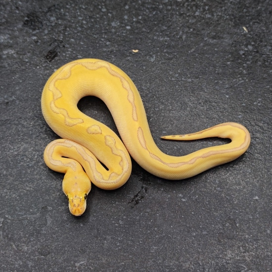 Super Enchi Lesser Pastel Clown Ball Python by Morph Passion