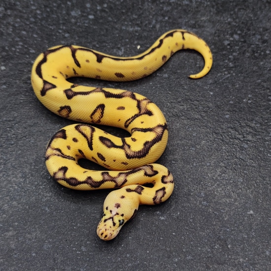 Spotnose Orange Dream Enchi Firefly Poss Leopard Clown Ball Python by ...
