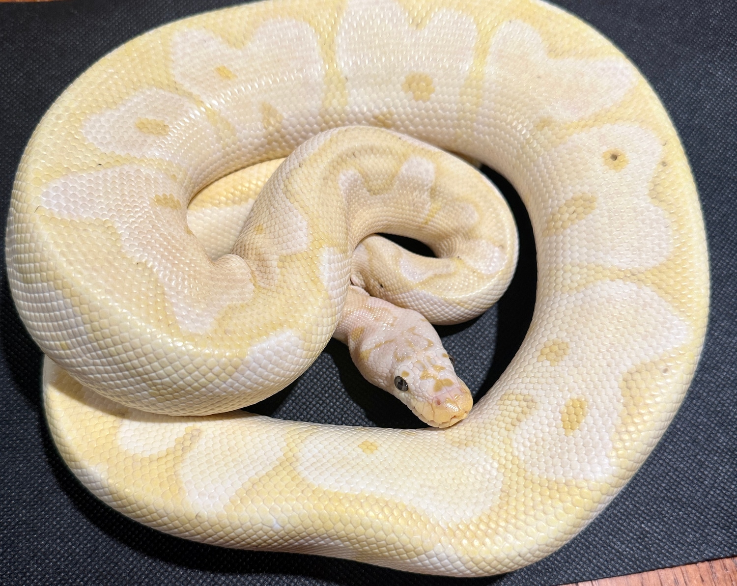 Pastel Banana Clown Ball Python by Pooner Family Pythons - MorphMarket