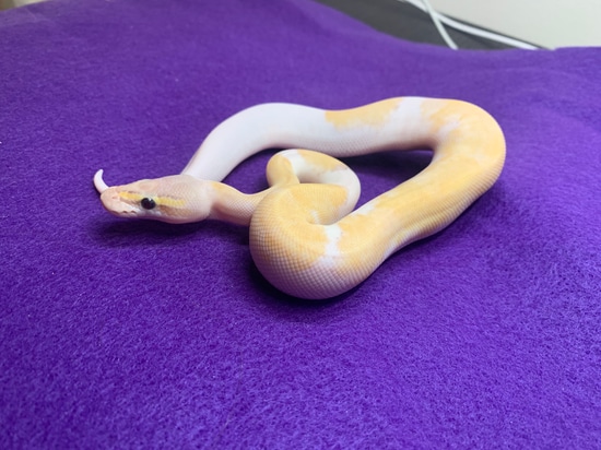 2023 Banana Mojave Pied Ball Python by Royal Moon Reptiles