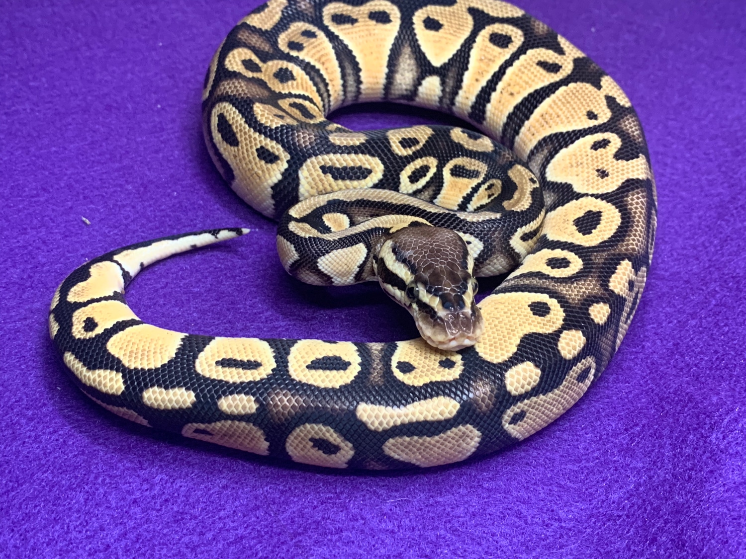 2022 Pastel Double Het Genetic Stripe Clown Ball Python by Royal Moon ...