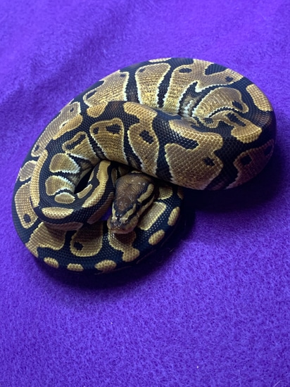 Double Het Genetic Stripe Clown Ball Python by Royal Moon Reptiles