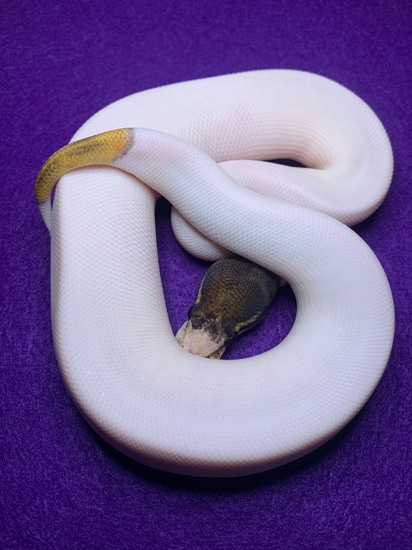 Mojave Pied Ball Python by Royal Moon Reptiles