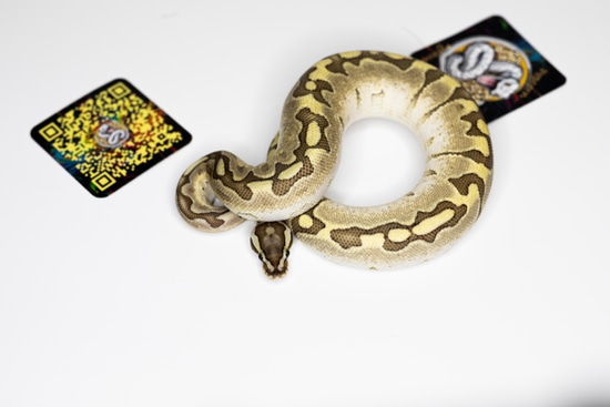 Bamboo Enchi Ball Python by Popcorn Pythons