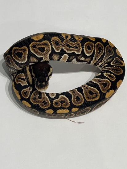 Orange Dream Black Pastel Ball Python by Popcorn Pythons