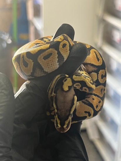 Pastel Spotnose 66% Het Clown Ball Python by Popcorn Pythons
