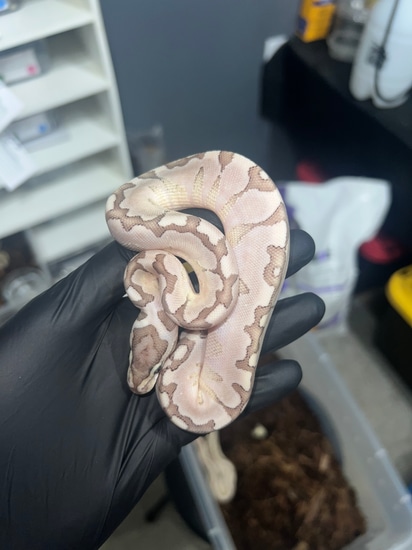 Bamboo Enchi POSS Super Enchi Ball Python by Popcorn Pythons