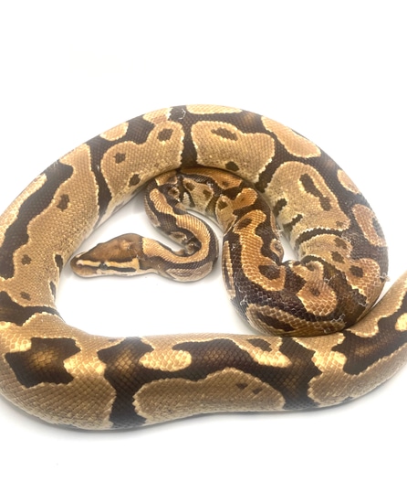 Rtb .1 Fire Het Clown/tsk & 1. Clown Het Tsk Ball Python by Pope County Pythons