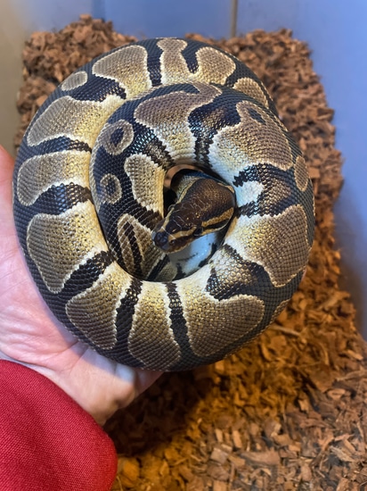 Het Ultramel/pied Ball Python by Pope County Pythons