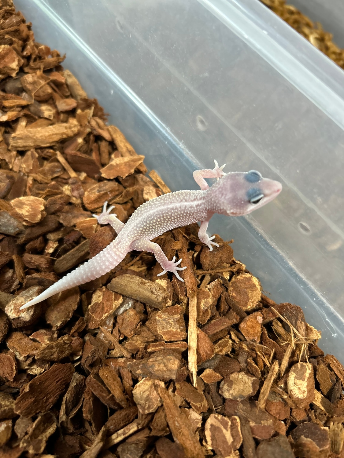 Mack Snow Blizzard Leopard Gecko by Cara’s Aquatic and Exotic - MorphMarket