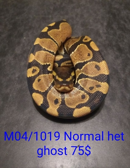 Normal 100% Het Ghost Ball Python by Feeders Breeders and Eaters