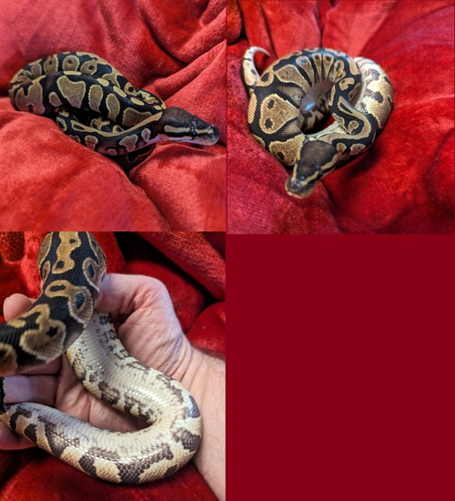 Pos Yellow Belly Pos Spark 50% Het Orange Ghost 50% Het Piebald Ball ...