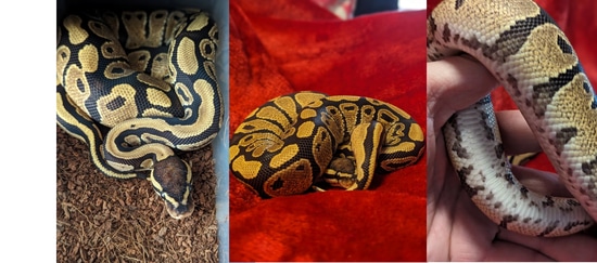 Yellow Belly Pos Spark 50% Het Orange Ghost 50% Het Piebald Ball Python ...