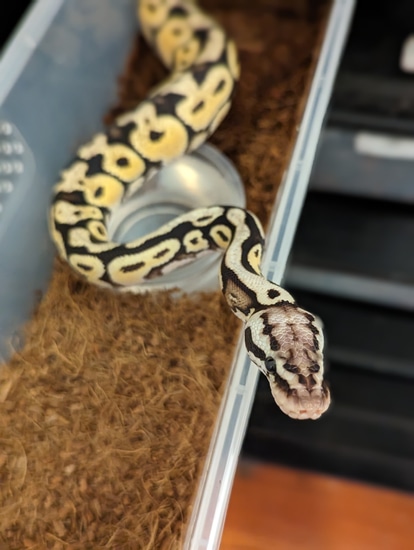 Spotnose Pastel 50% Het Albino Ball Python by Ren's Reptilians