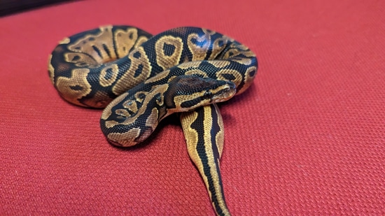 Pos Yellow Belly Pos Asphalt Ball Python by Ren's Reptilians