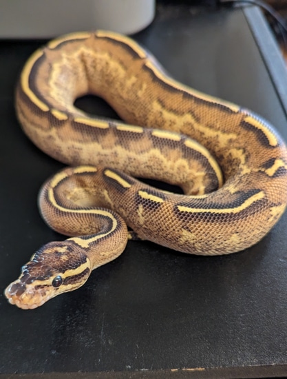Freeway Pos Fire Ball Python by Ren's Reptilians