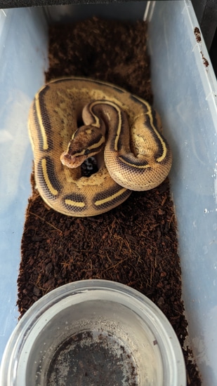 Freeway Pos Fire. Ball Python by Ren's Reptilians