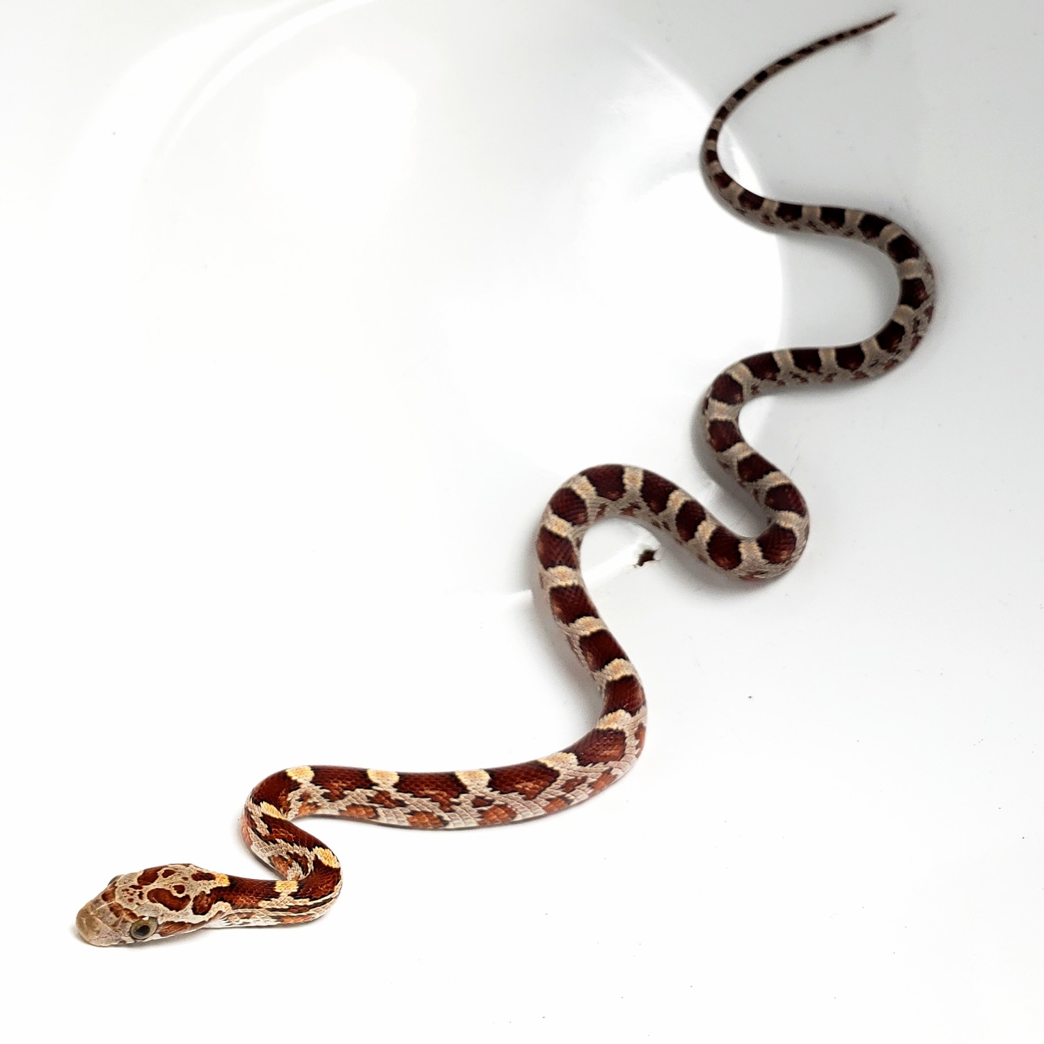Masque Corn Snake by Port City Pythons - MorphMarket