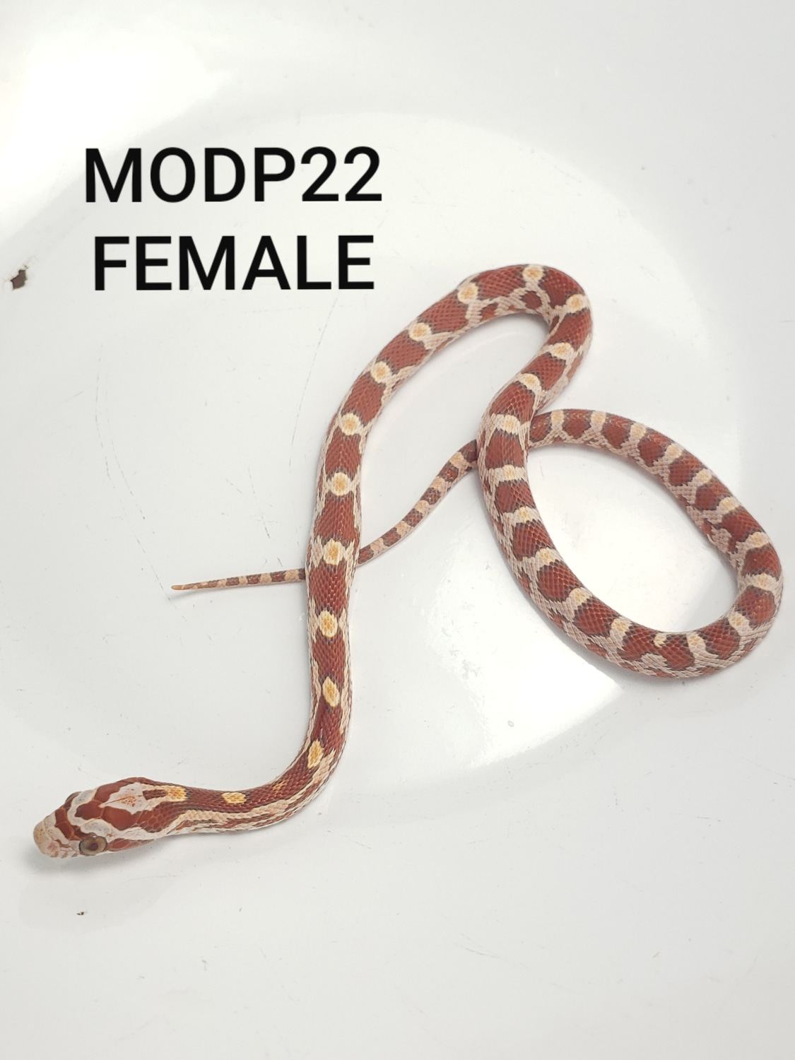 Ultramel Het. Diffused Ph Caramel Corn Snake by Port City Pythons ...