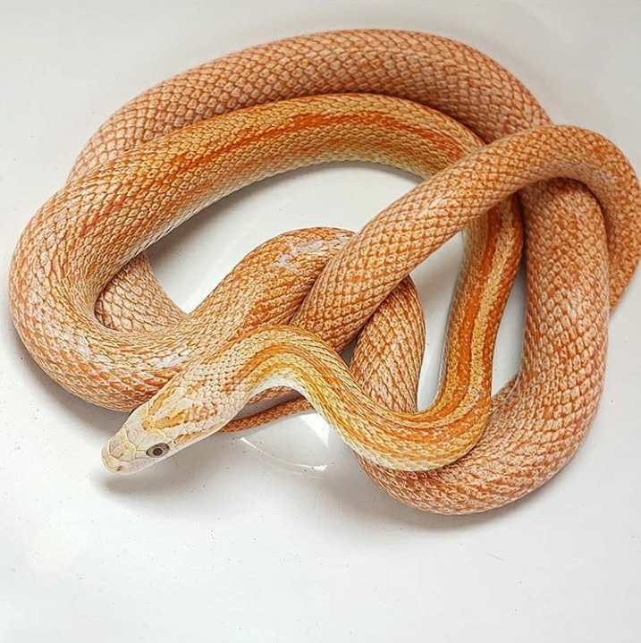 Lava Terrazzo Corn Snake by Port City Pythons - MorphMarket