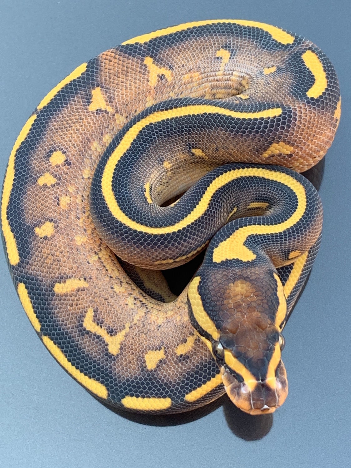 Super Gravel 100% Het Pied Ball Python by Porter's Pythons - MorphMarket