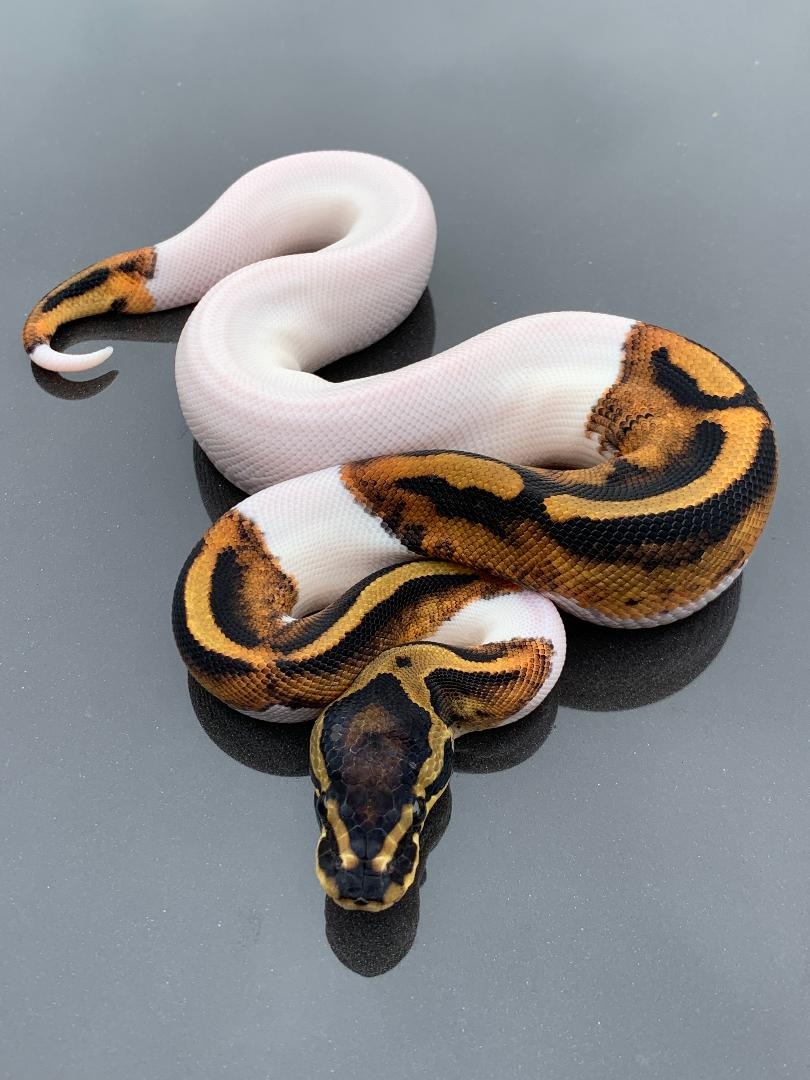 Pied Ball Python by Porter's Pythons - MorphMarket