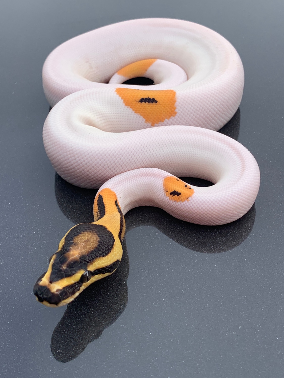 Super Orange Dream Fire Pied Male Ball Python by Porter's Pythons ...