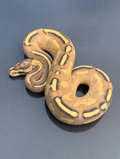 Enchi Gravel Spark Het Pied Ball Python by Porter's Pythons