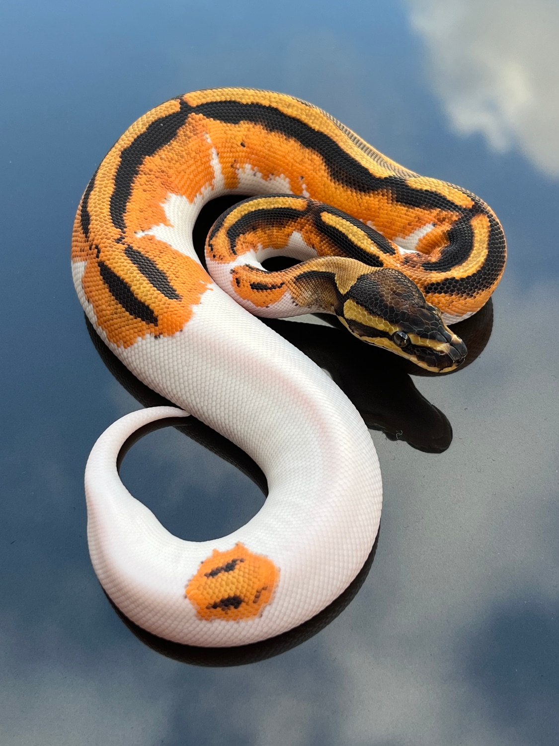 ODYB GeneX Pied Ball Python by Porter's Pythons - MorphMarket
