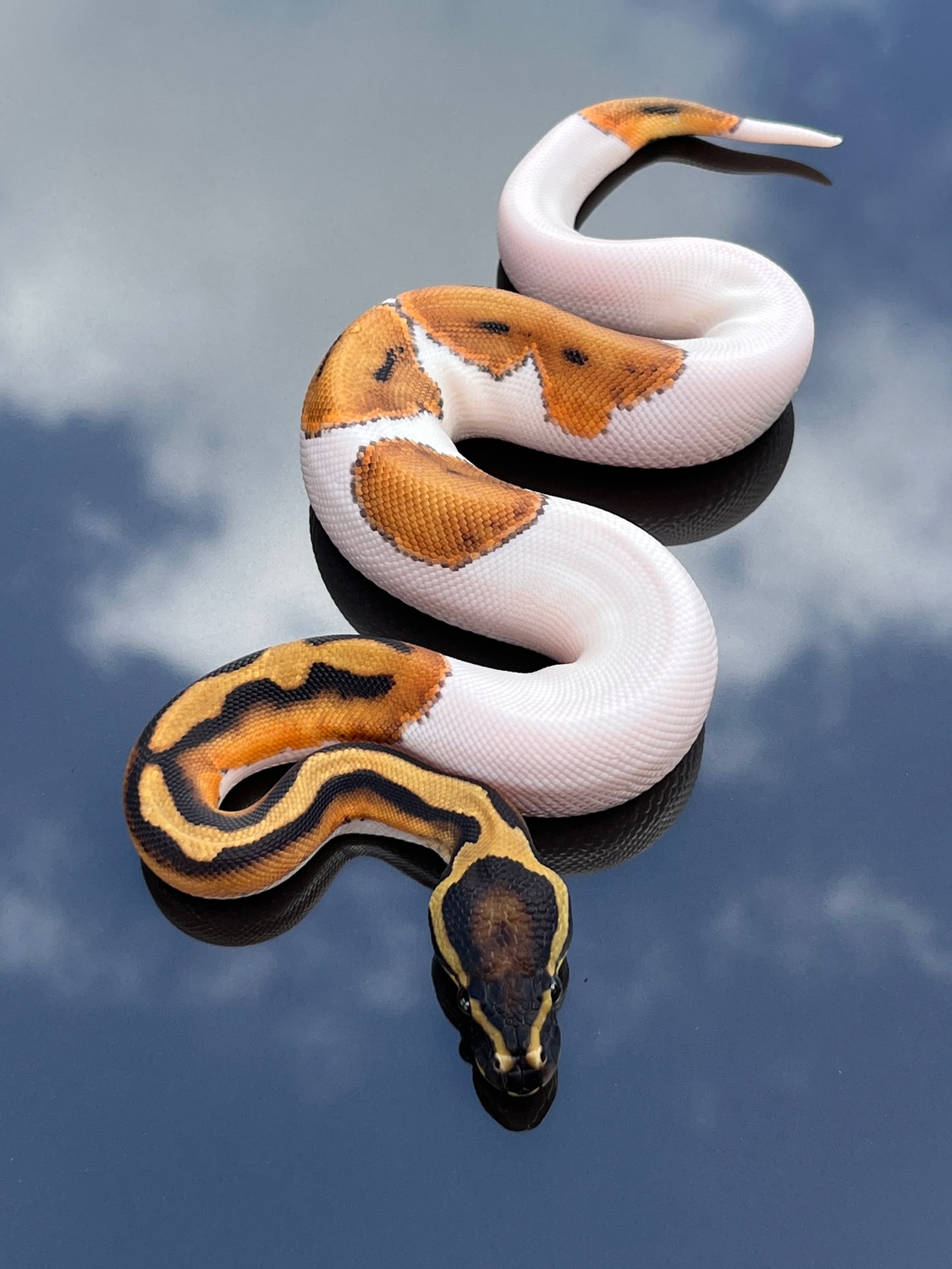 Orange Dream Pied Ball Python by Porter's Pythons - MorphMarket