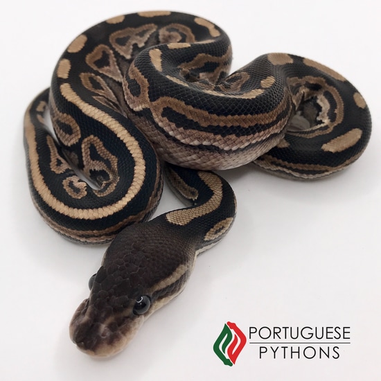 Cinnamon Mojave Ball Python by Portuguese Pythons