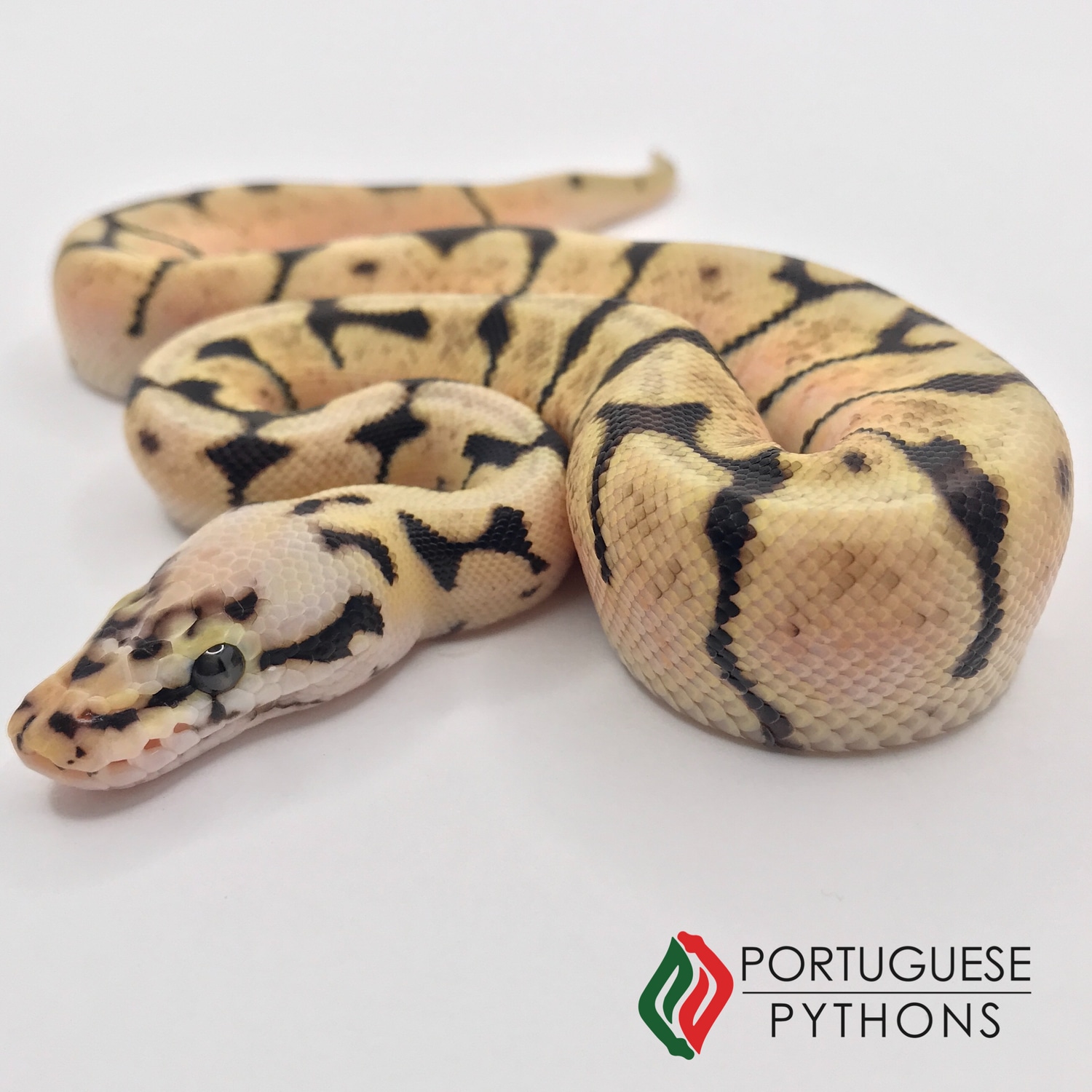 Bumblebee Het Clown Ball Python by Portuguese Pythons - MorphMarket
